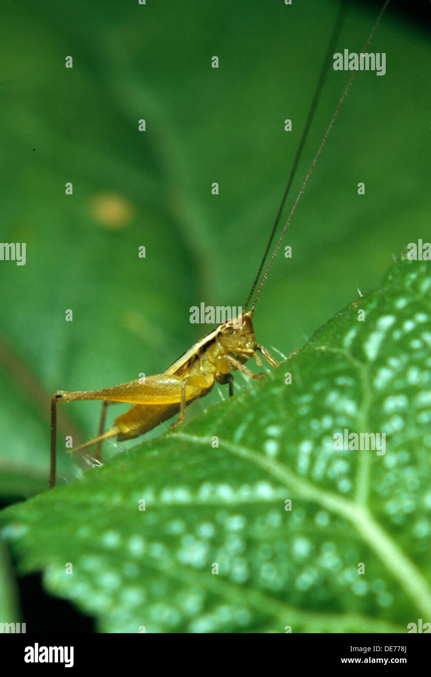 insect, forest, jungle, wildlife, nature, tropical, camouflage, green ...