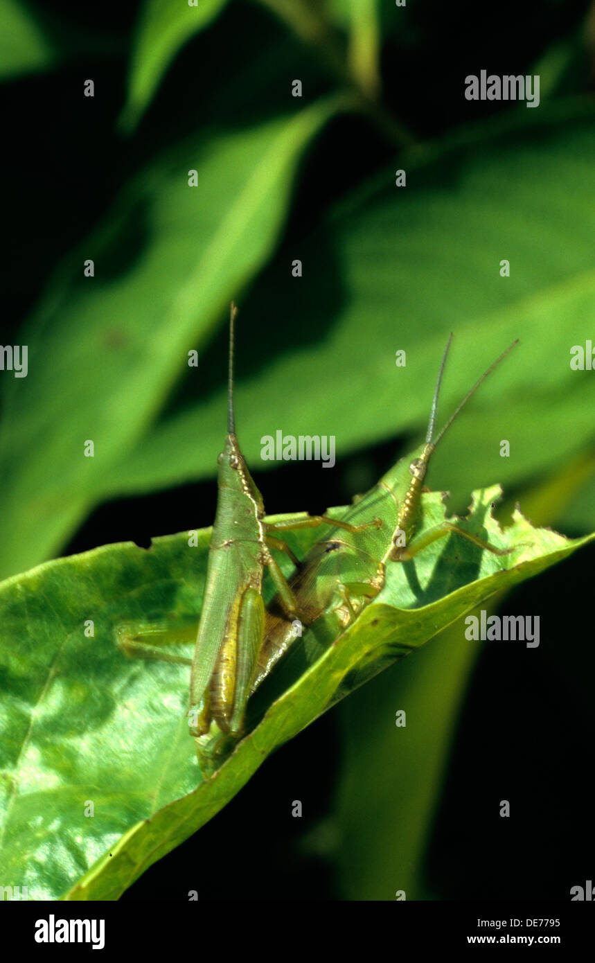 insect, forest, jungle, wildlife, nature, tropical, camouflage, green ...
