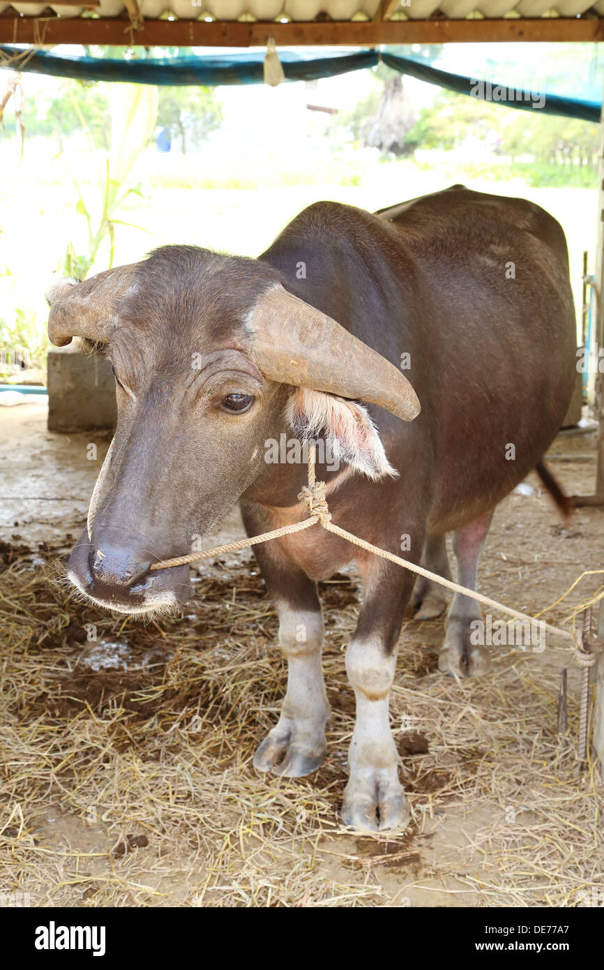 Japan water buffalo hi-res stock photography and images - Alamy