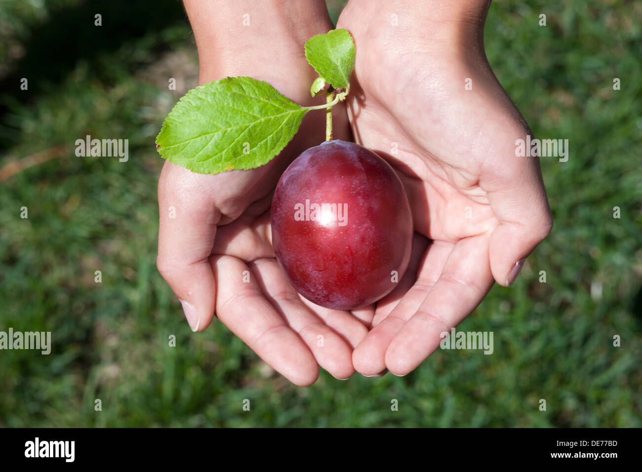 Plum body hi-res stock photography and images - Alamy