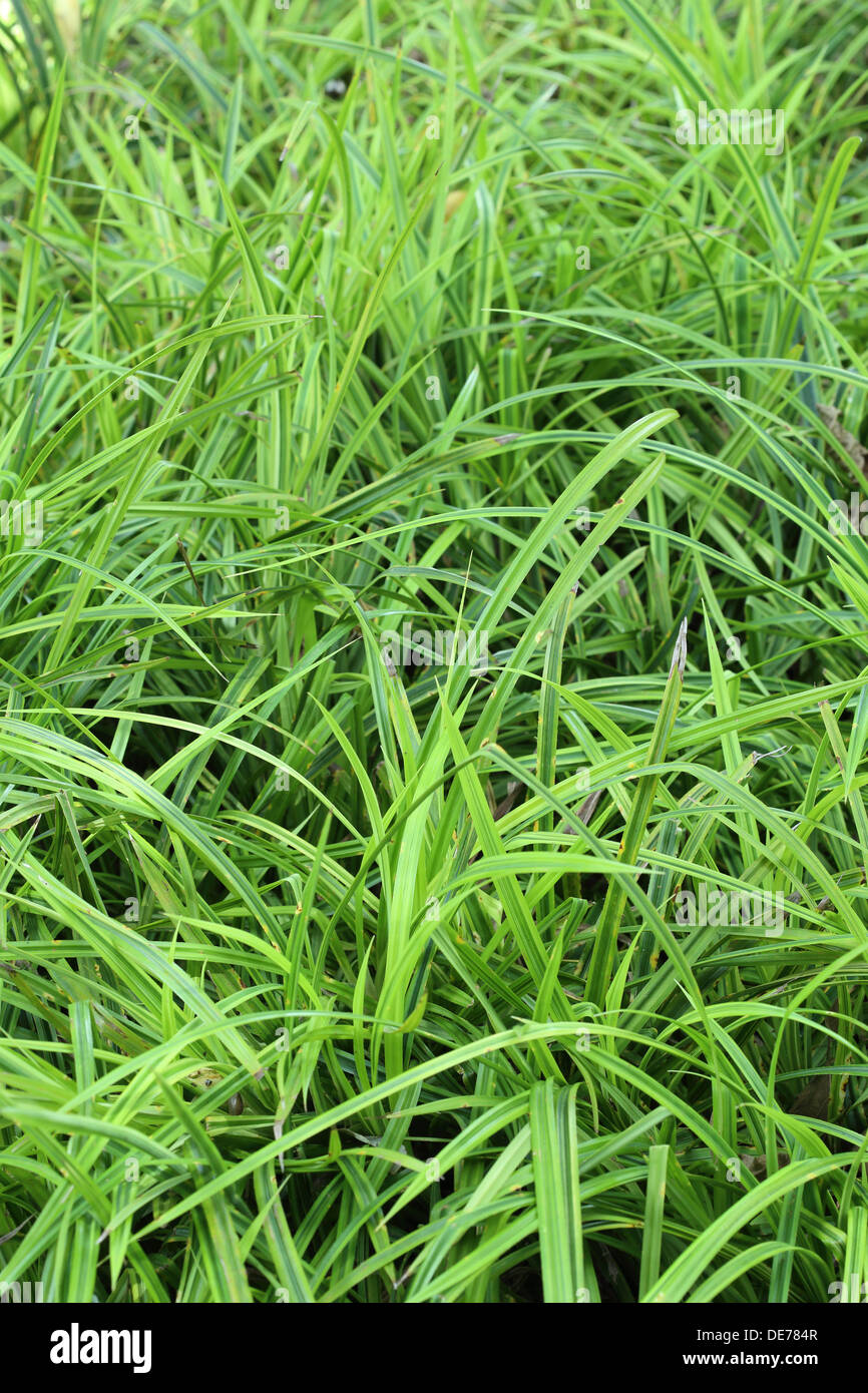 green grass texture plant background Stock Photo - Alamy