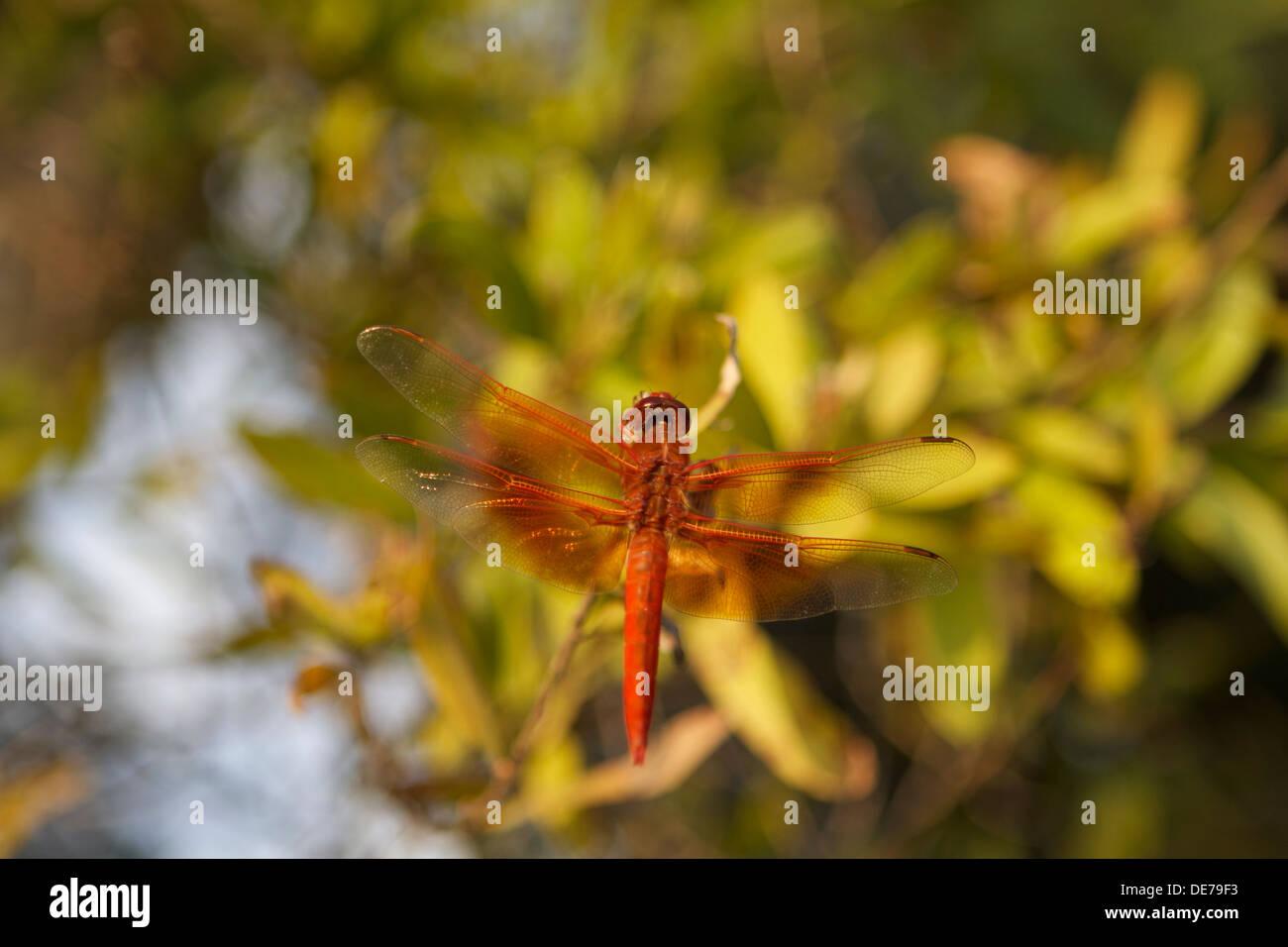 Flame Skimmer Libellula Saturata High Resolution Stock Photography and ...