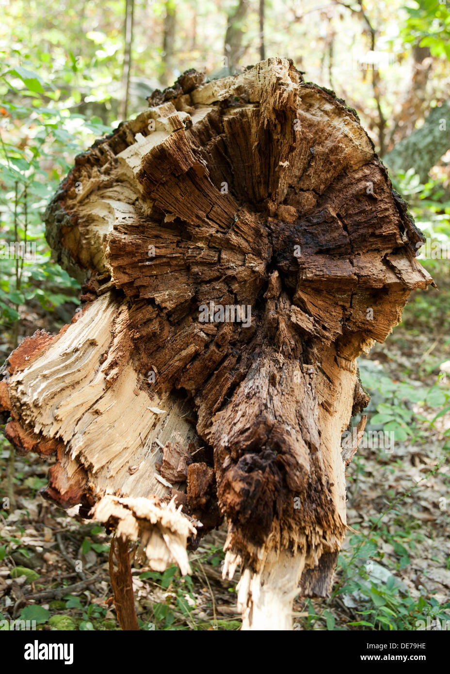 Decaying hi-res stock photography and images - Alamy