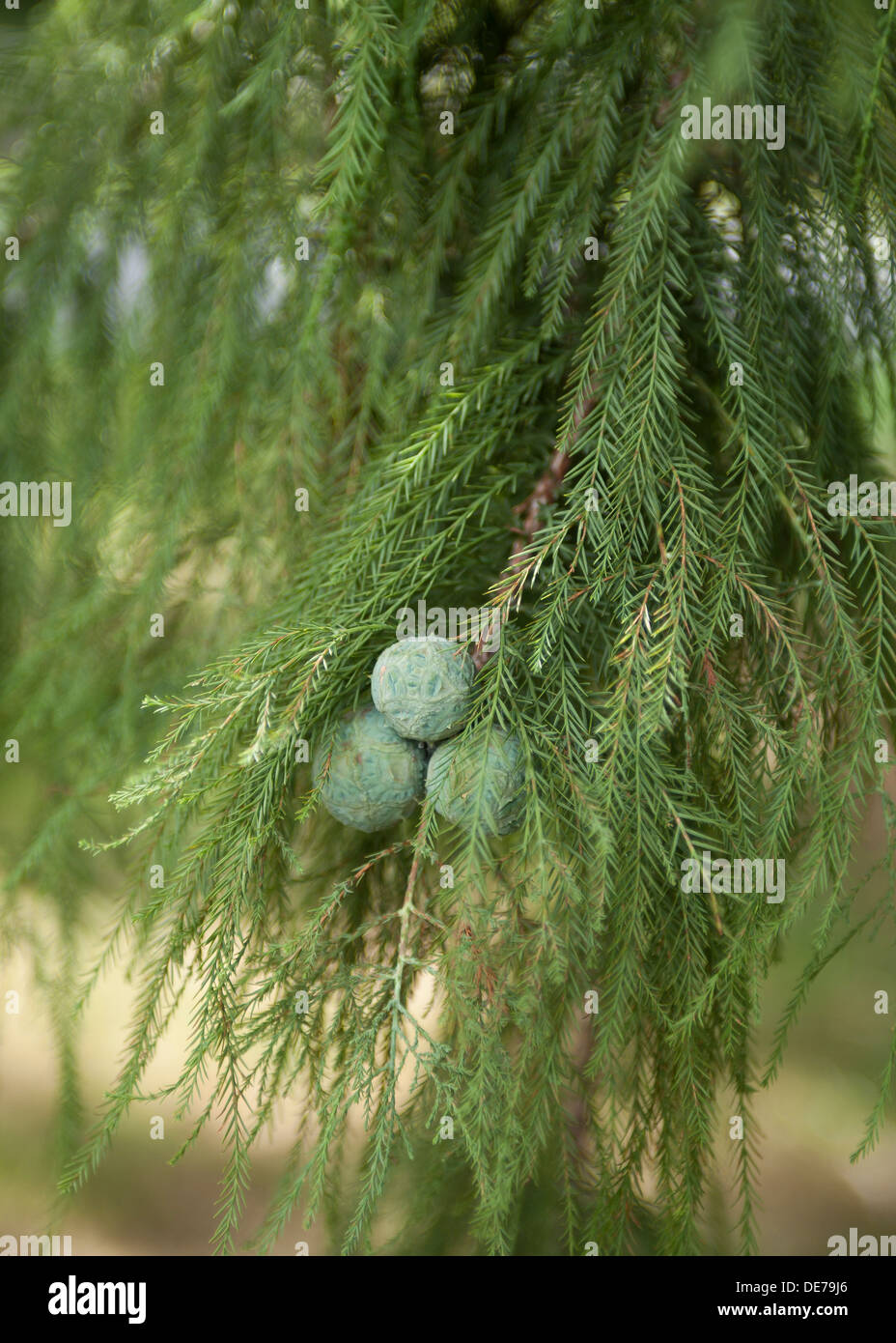 Juniper berry tree hi-res stock photography and images - Alamy
