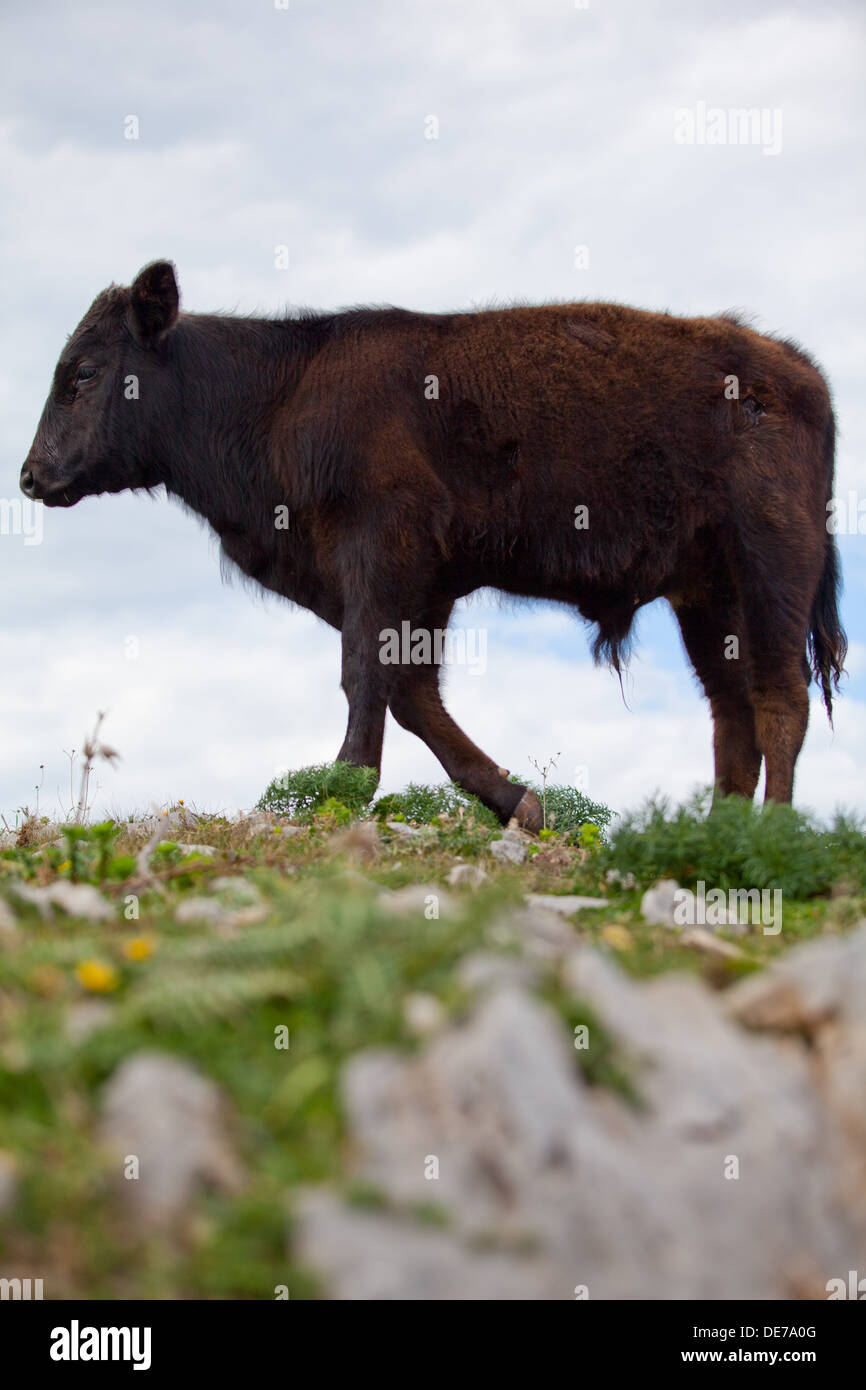 Sicily animal hi-res stock photography and images - Alamy