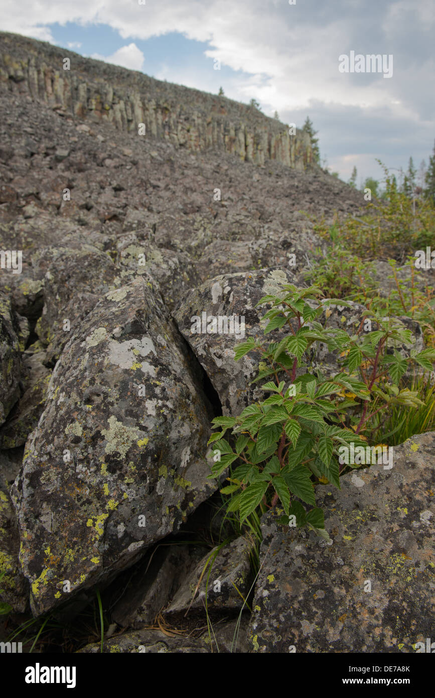 Wide angle photograph of Sheepeater basalt cliffs. Yellowstone National ...