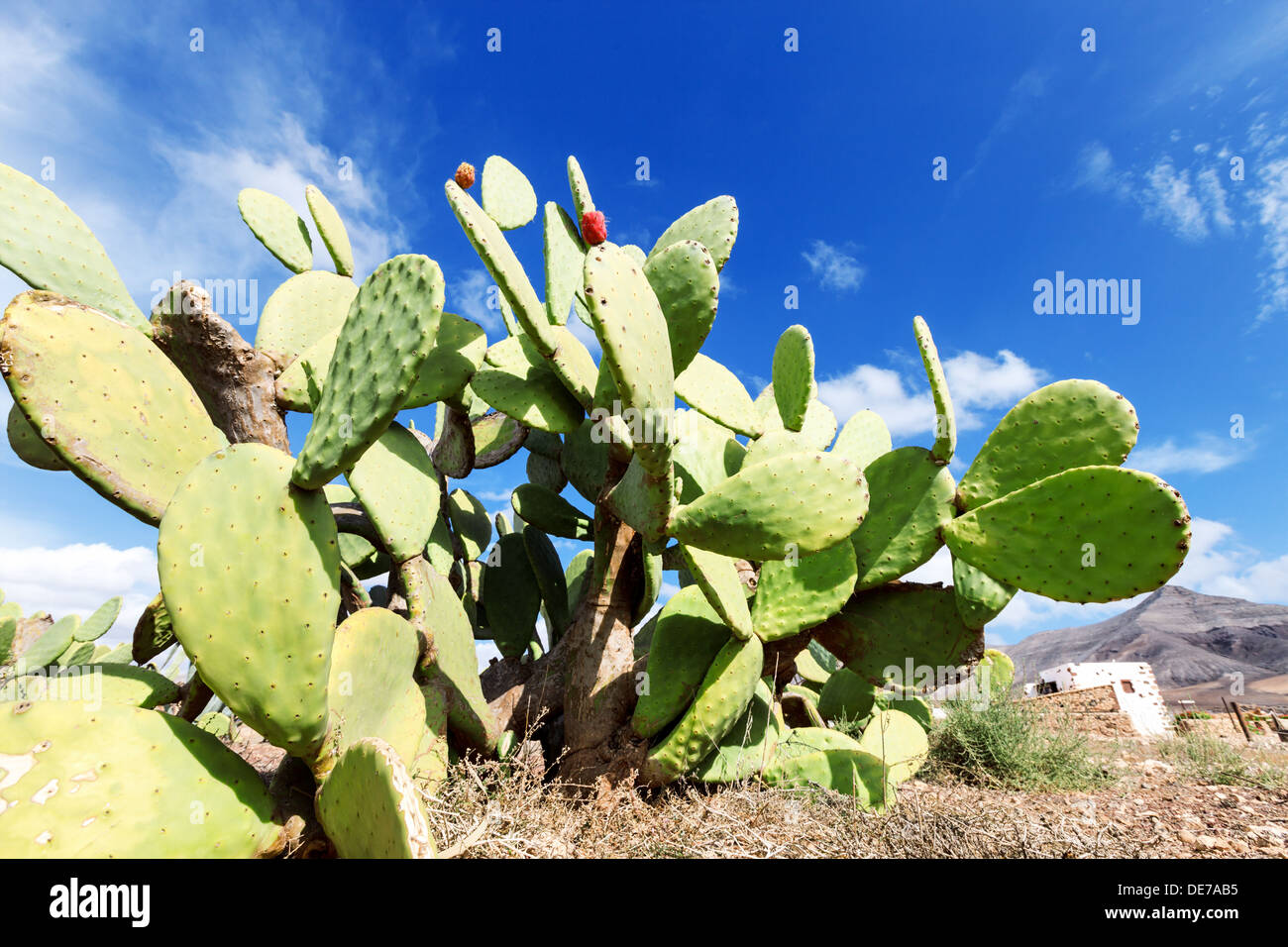 Prickly pear cactus plant in a field Stock Photo - Alamy