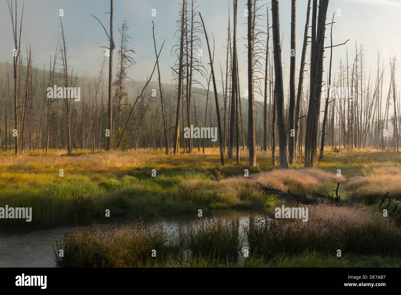 Photograph of the valley of the Gibbon River at sunrise. Yellowstone ...