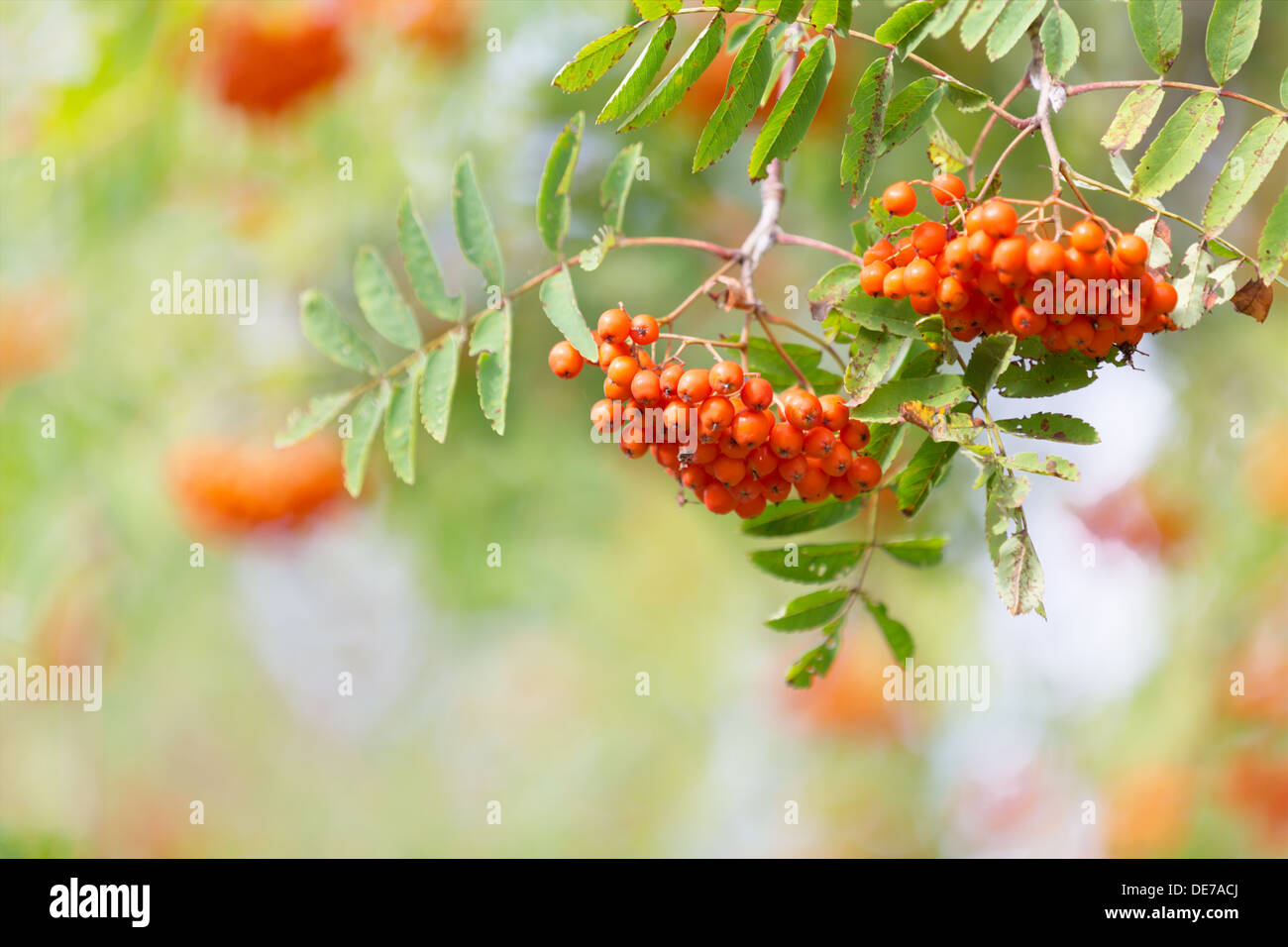 Garden red berries hi-res stock photography and images - Alamy