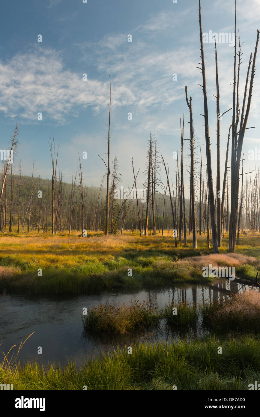 Photograph of the valley of the Gibbon River at sunrise. Yellowstone ...