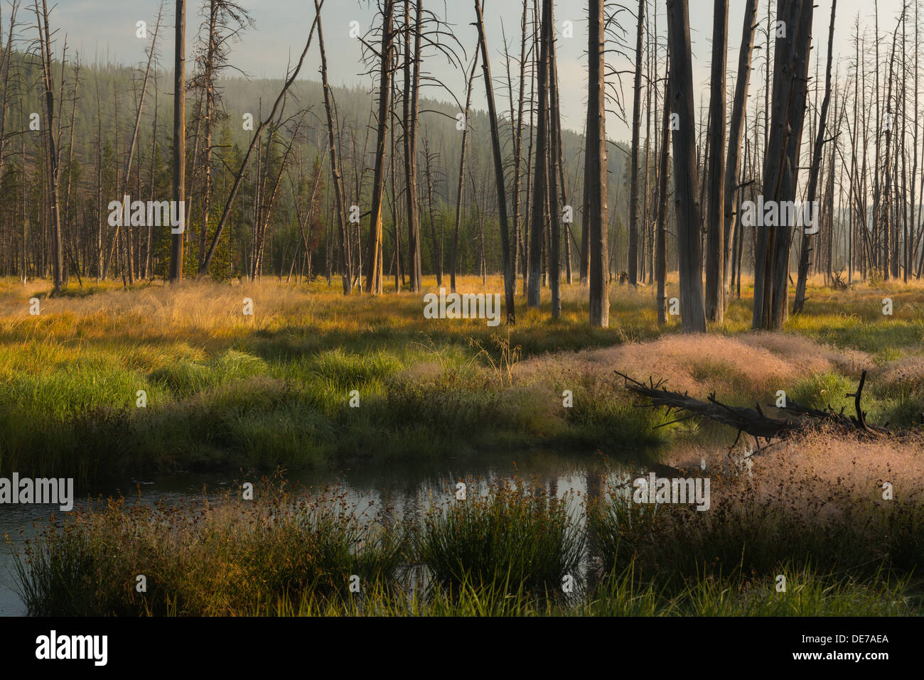 Photograph of the valley of the Gibbon River at sunrise. Yellowstone ...