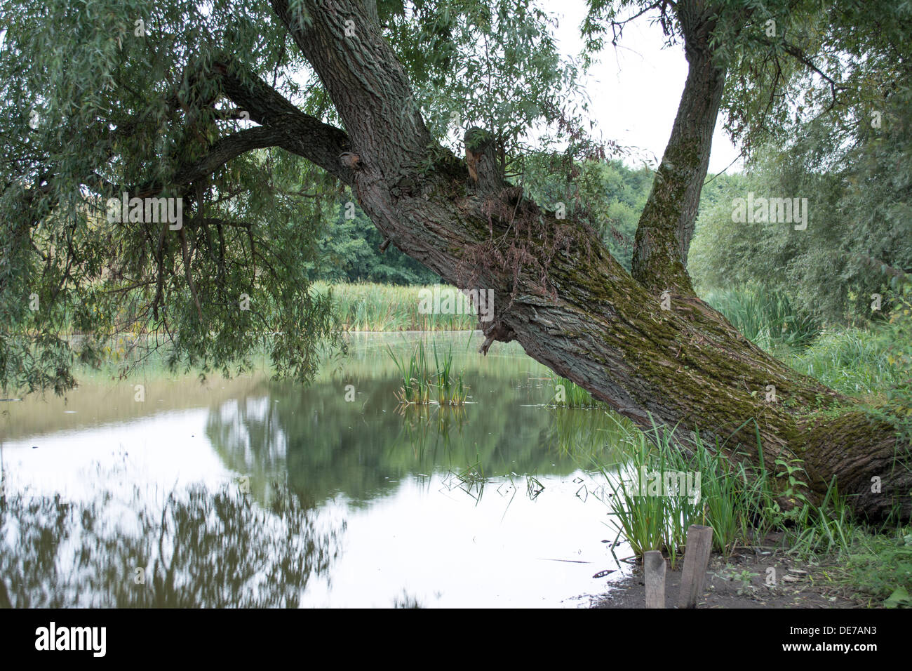willow tree by the lake Stock Photo - Alamy