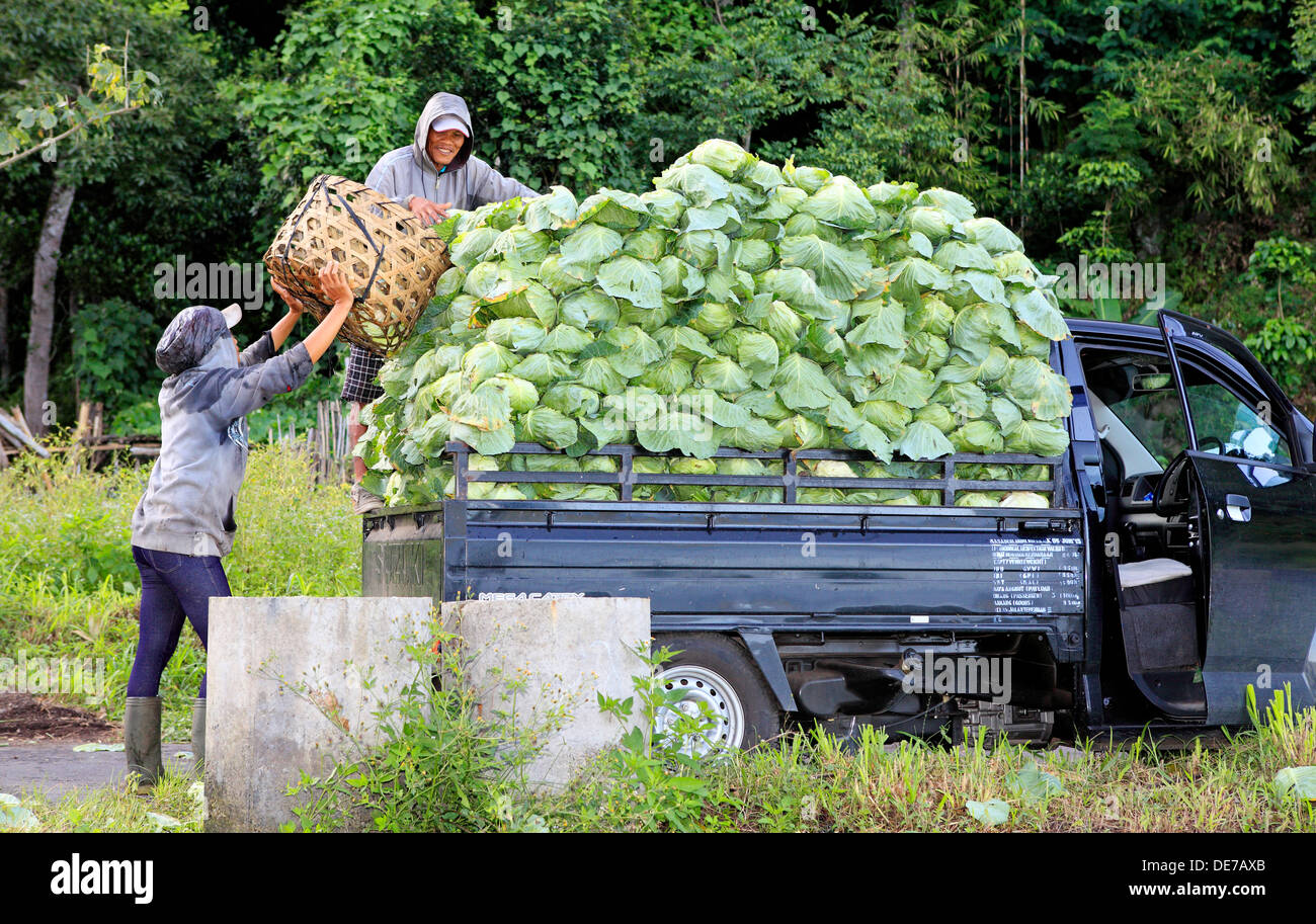Farmers loading produce into truck hi-res stock photography and images ...