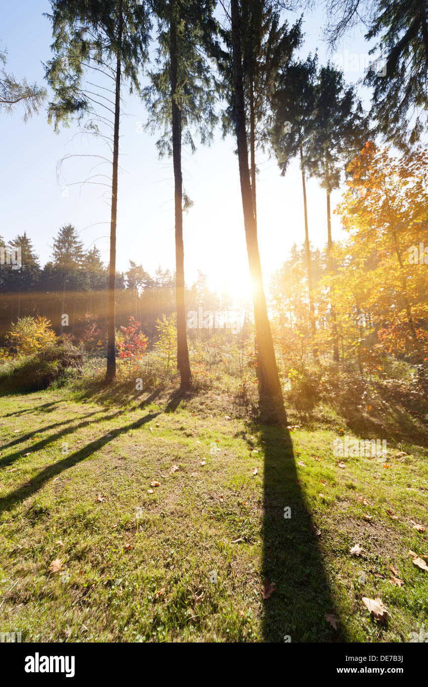 Sunrise and forest forest hi-res stock photography and images - Alamy