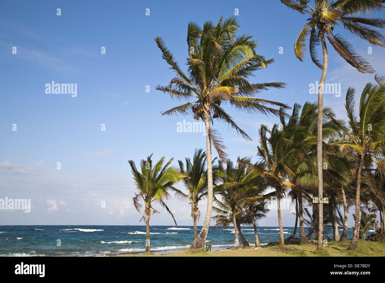 Caribbean big corn hi-res stock photography and images - Alamy
