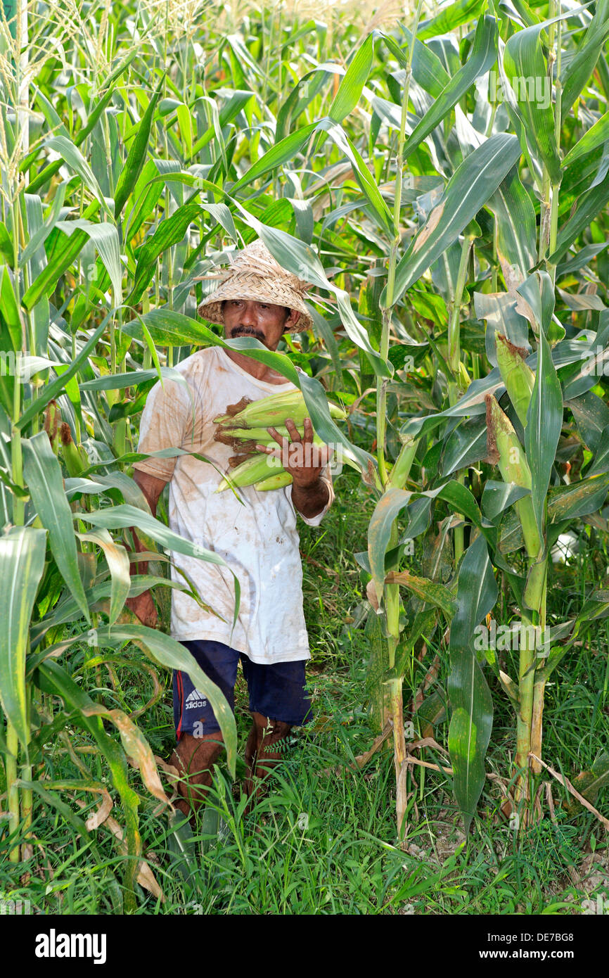 A Balinese farmer holding ripe ears of sweet corn during the harvest ...