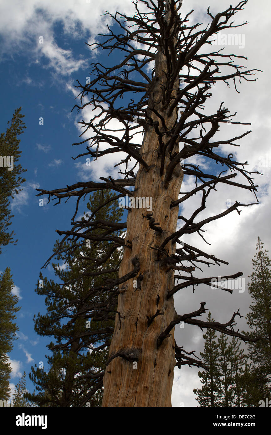 Fire damaged tree in the Sierra Nevada mountain , Yosemite California ...