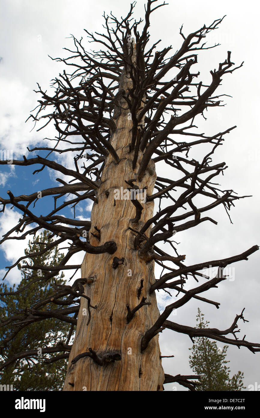 Fire damaged tree in the Sierra Nevada mountain , Yosemite California ...