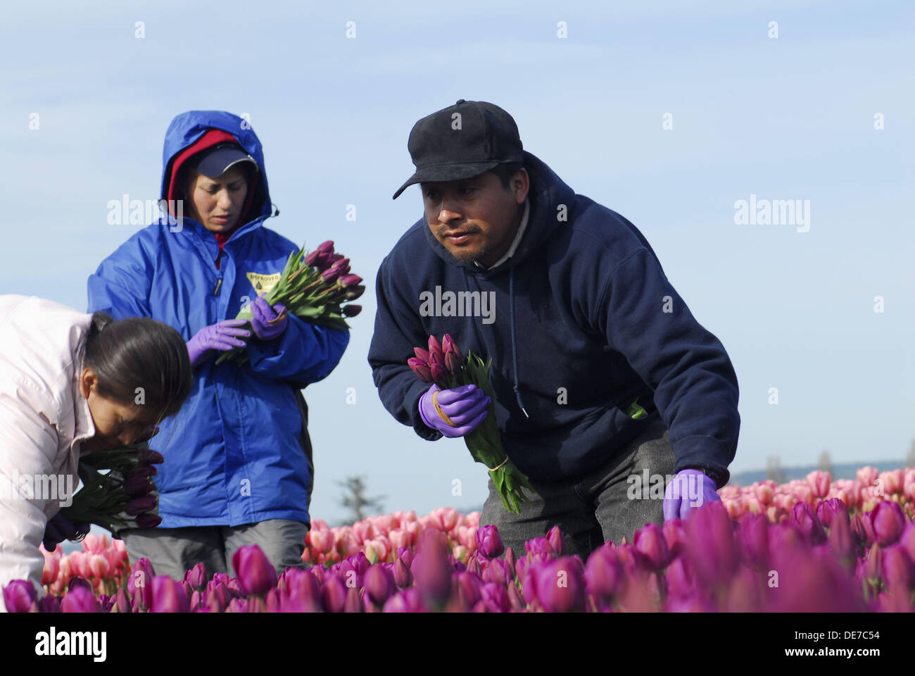 Group of three workers picking flowers in a Tulip´s field Flowers in ...