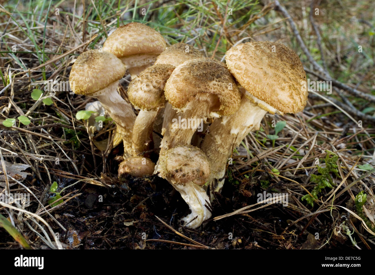 Armillaria ostoyae hi-res stock photography and images - Alamy