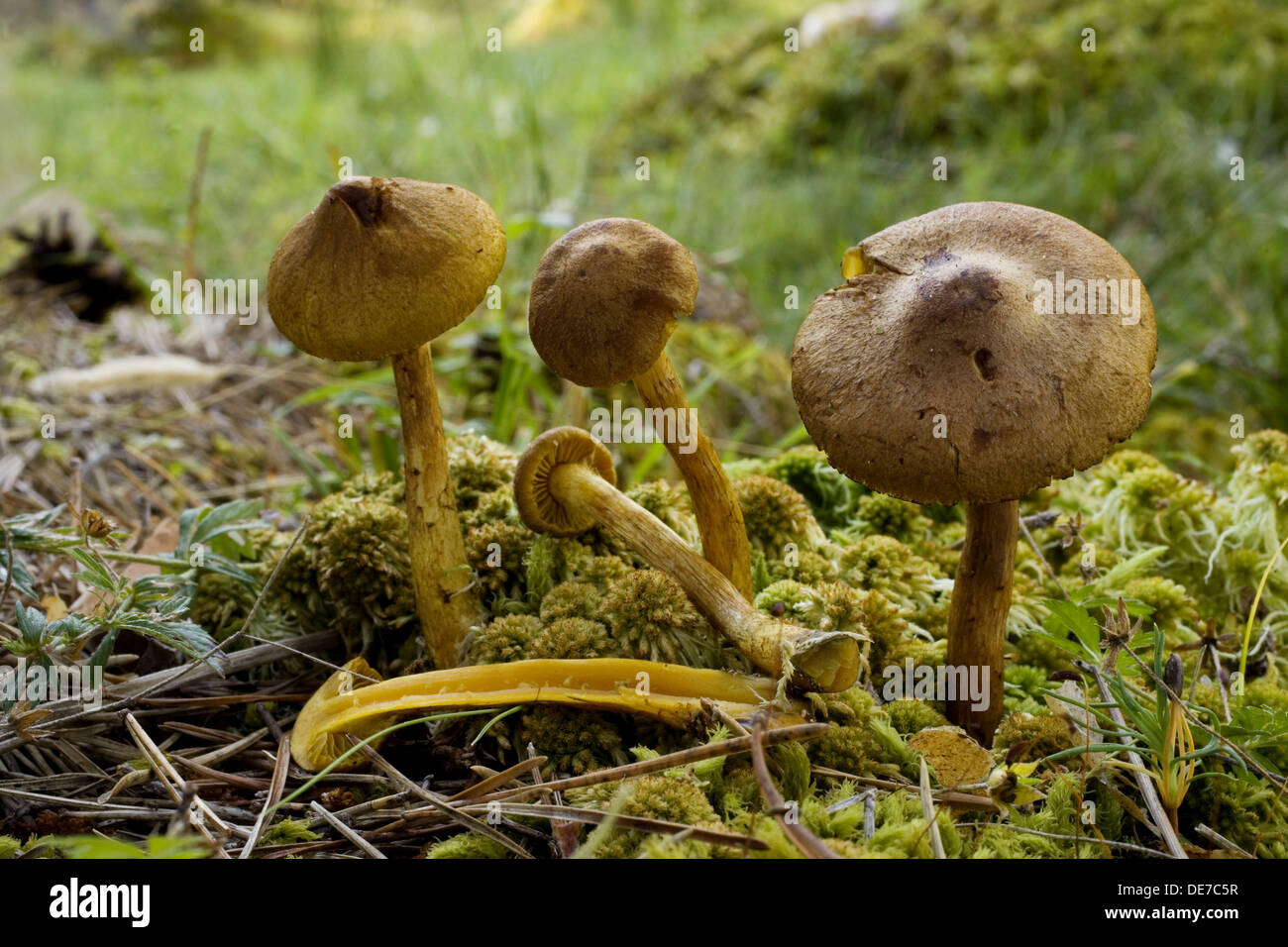 Inocybe hi-res stock photography and images - Alamy