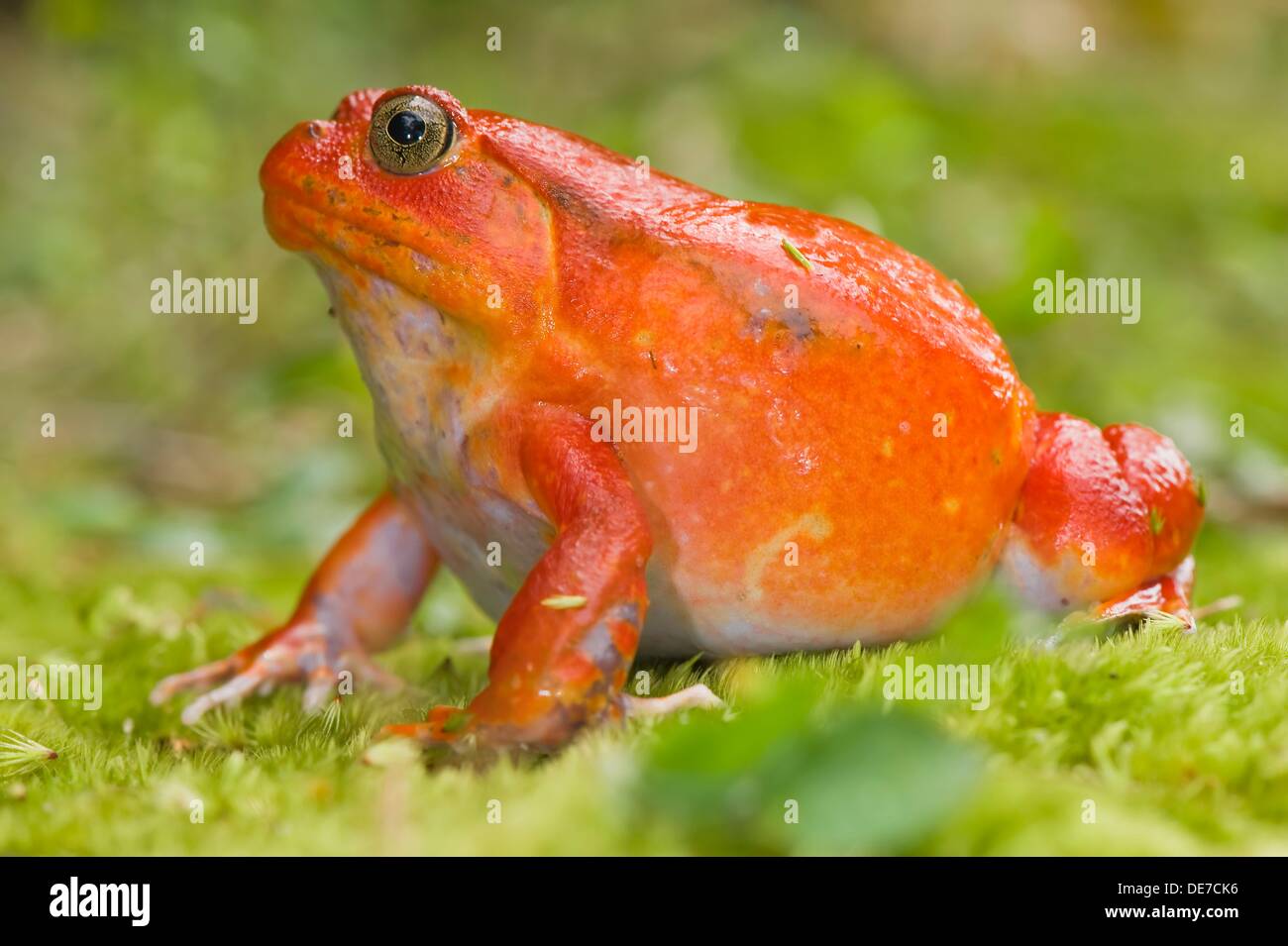 Crapaud rouge hi-res stock photography and images - Alamy