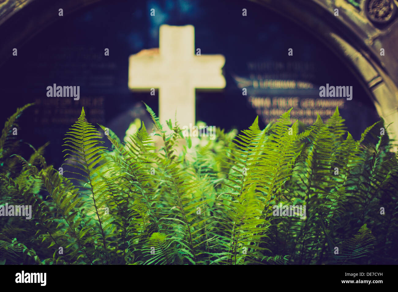 fern at the grave with a cross Stock Photo - Alamy