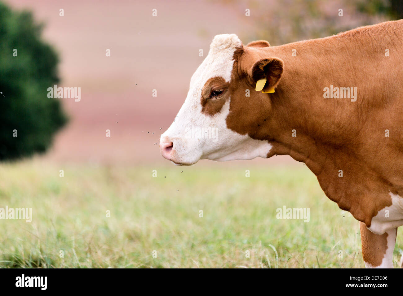 Cow shepherd hi-res stock photography and images - Alamy