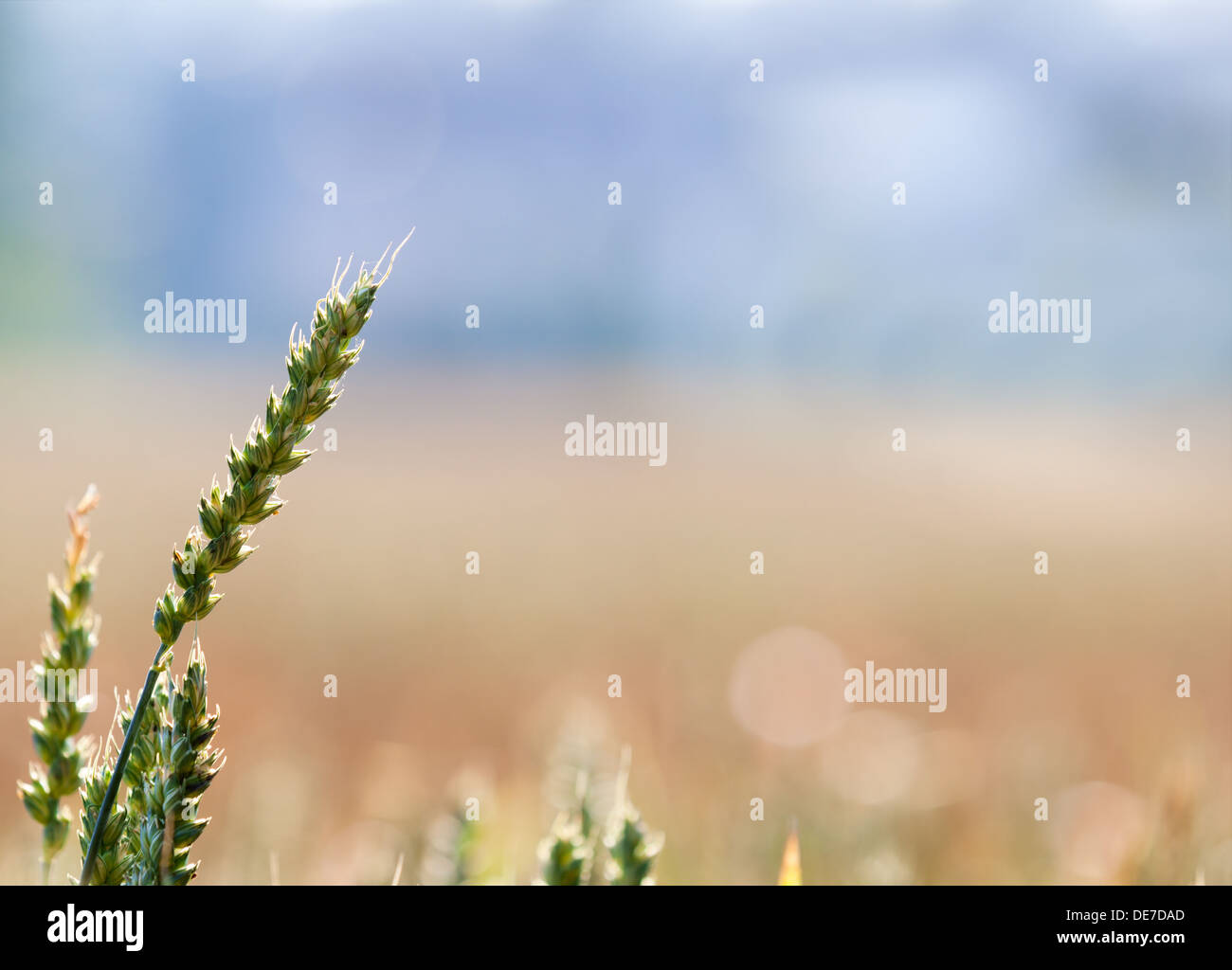 Natural wheat background hi-res stock photography and images - Alamy