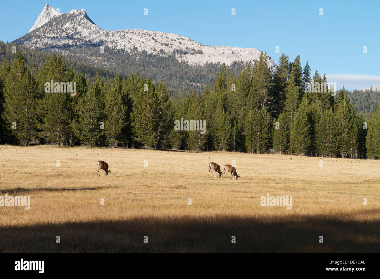 Wild Deer (bucks) grazing in Tuolumne Meadows part of the high country ...