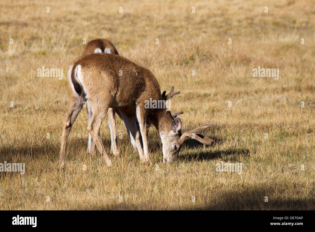 Wild Deer (bucks) in Tuolumne Meadows, Yosemite National park ...