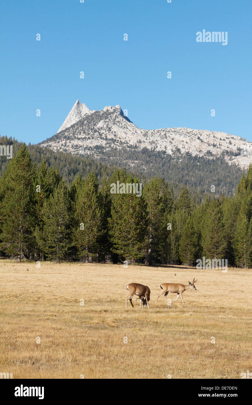 Wild Deer (bucks) grazing in Tuolumne Meadows part of the high country ...