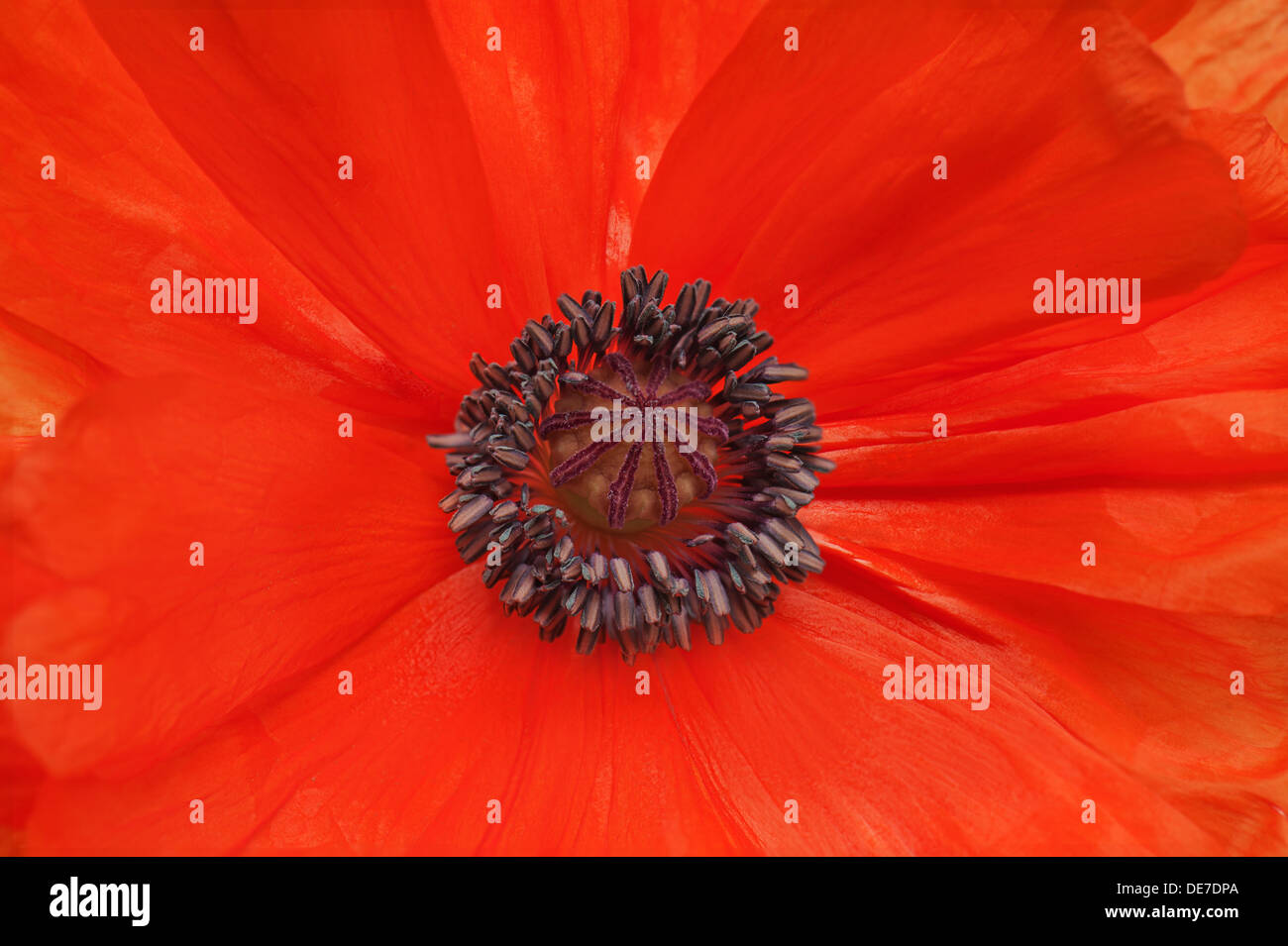 Red and white poppy hi-res stock photography and images - Alamy