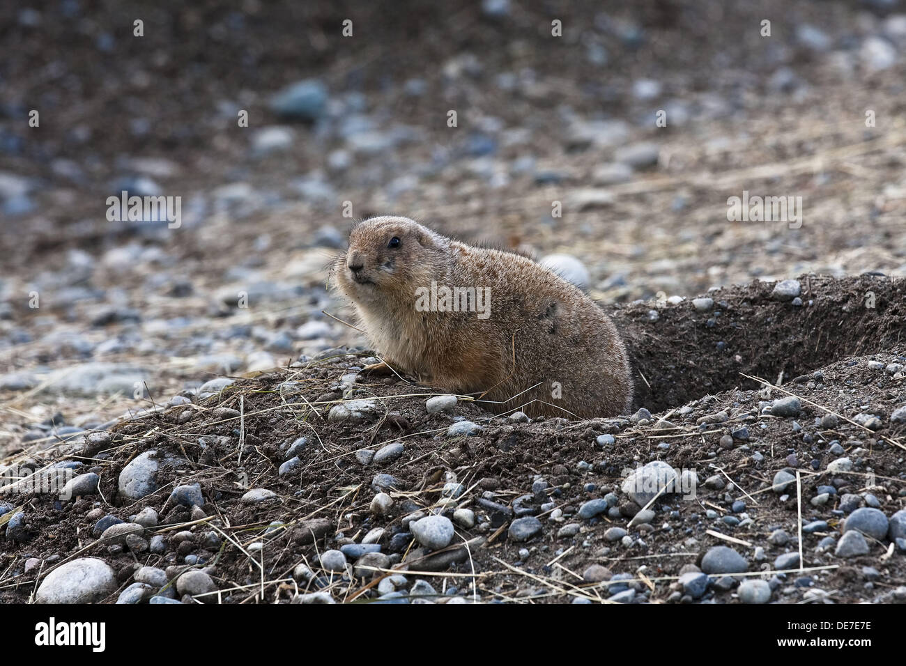 Black tailed prairie dog burrow entrance hi-res stock photography and ...
