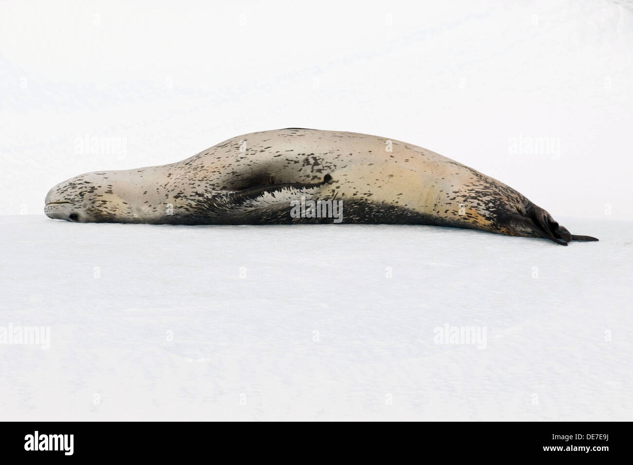 Leopard seal image hi-res stock photography and images - Alamy