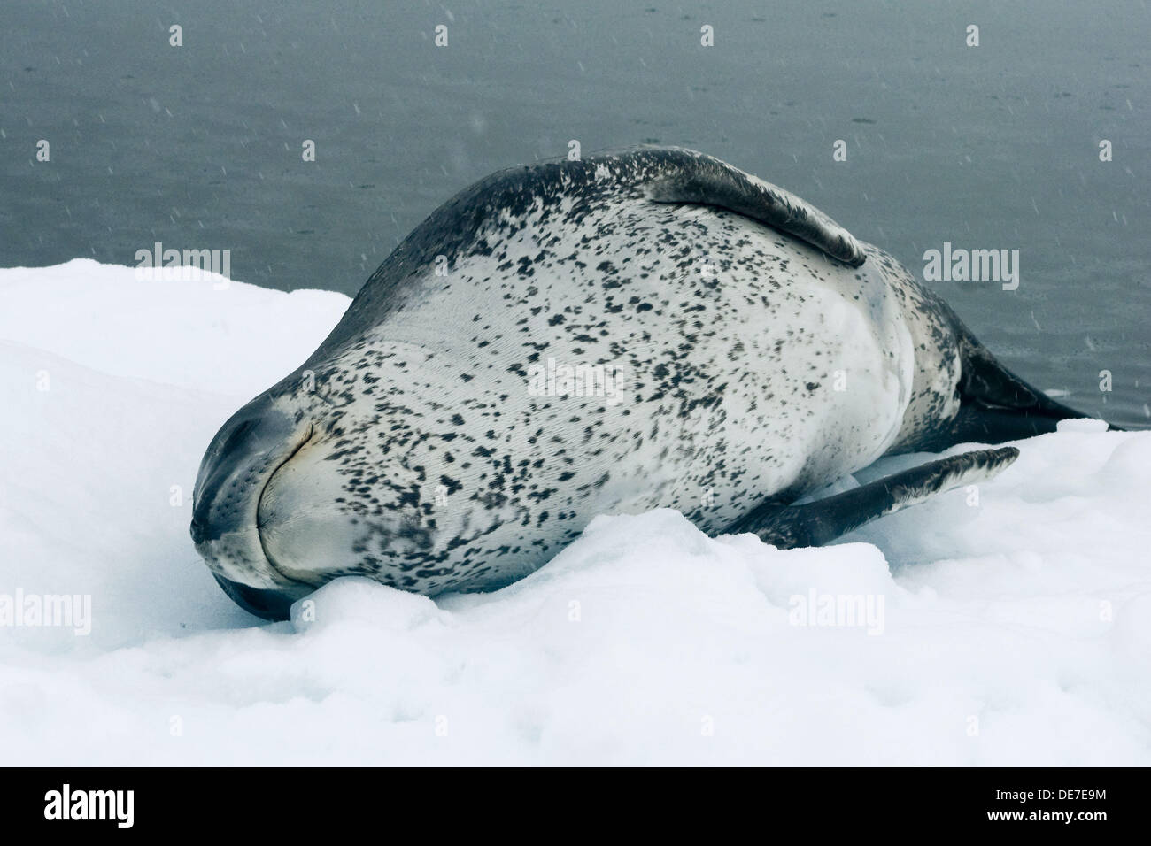 Sloth animal open mouth hi-res stock photography and images - Alamy