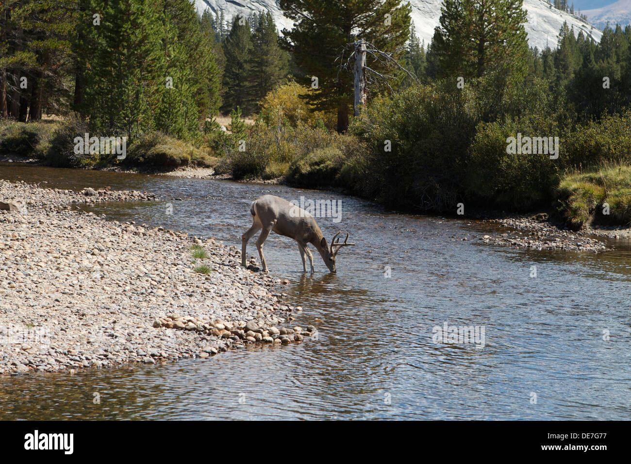 Deer Drinking Water From Stream