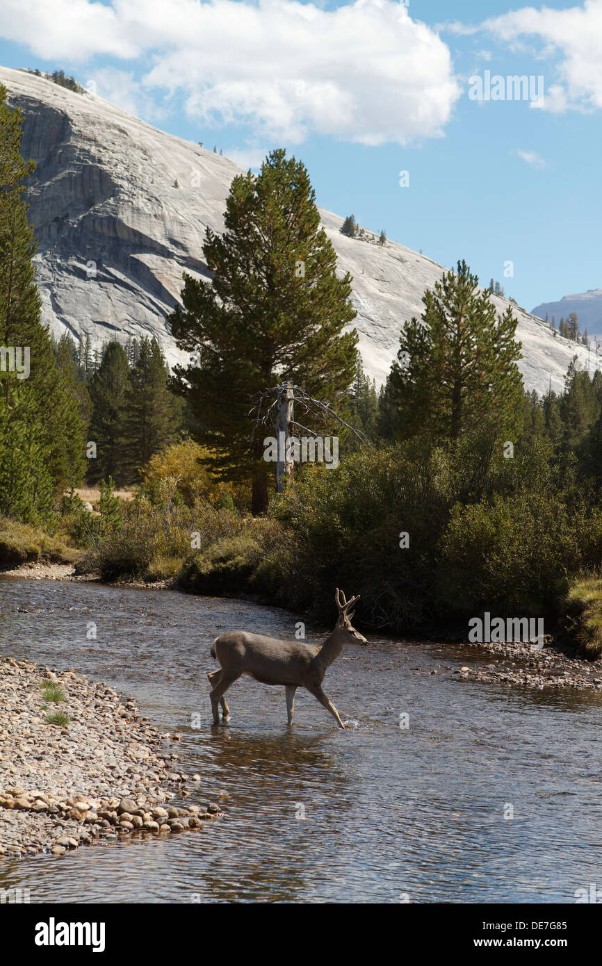 Wild Deer (buck) Crossing the Tuolumne river in Tuolumne Meadows ...