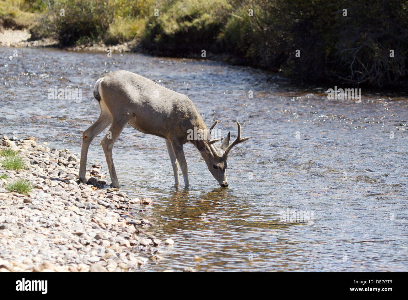 Deer Drinking Water From Stream