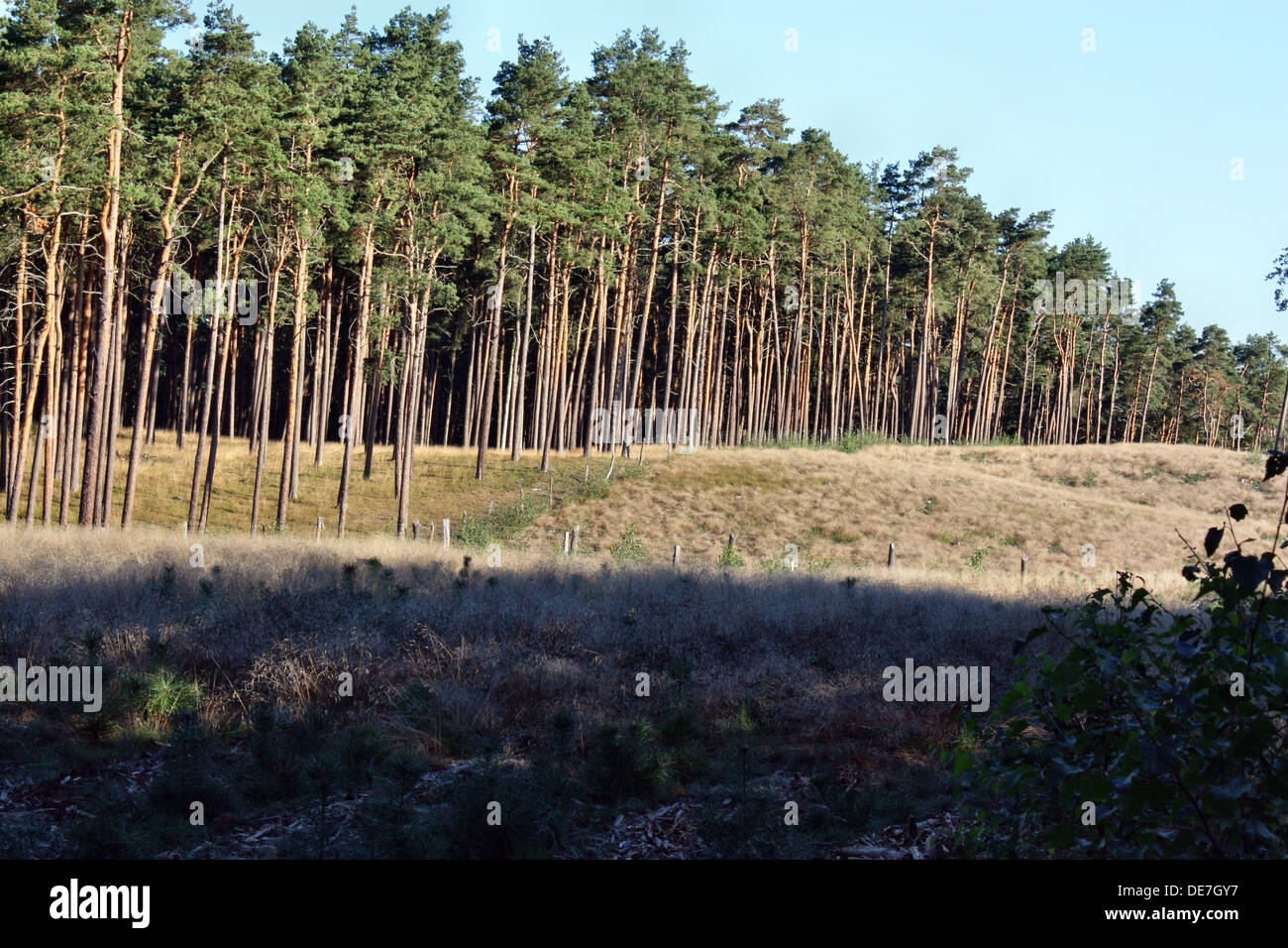 Fell felling feller hi-res stock photography and images - Alamy