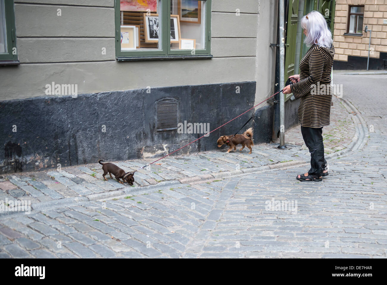 Lady with two small dogs hi-res stock photography and images - Alamy
