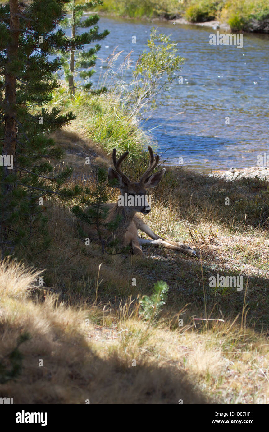 A young Wild Deer (buck) rests in the shade of a tree along the river ...