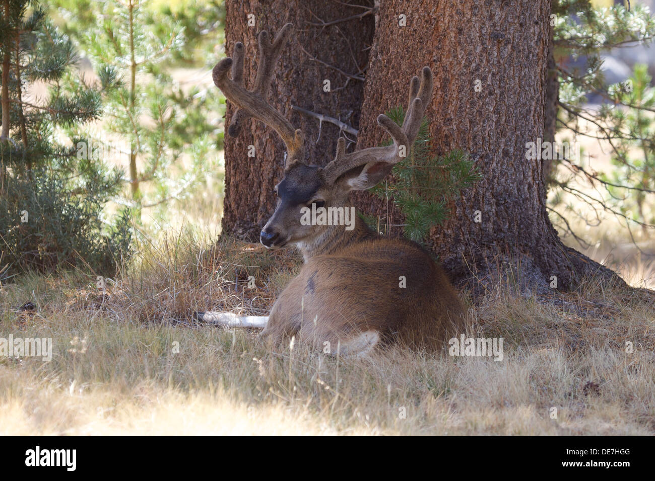 A young Wild Deer (buck) rests in the shade of a tree along a river ...