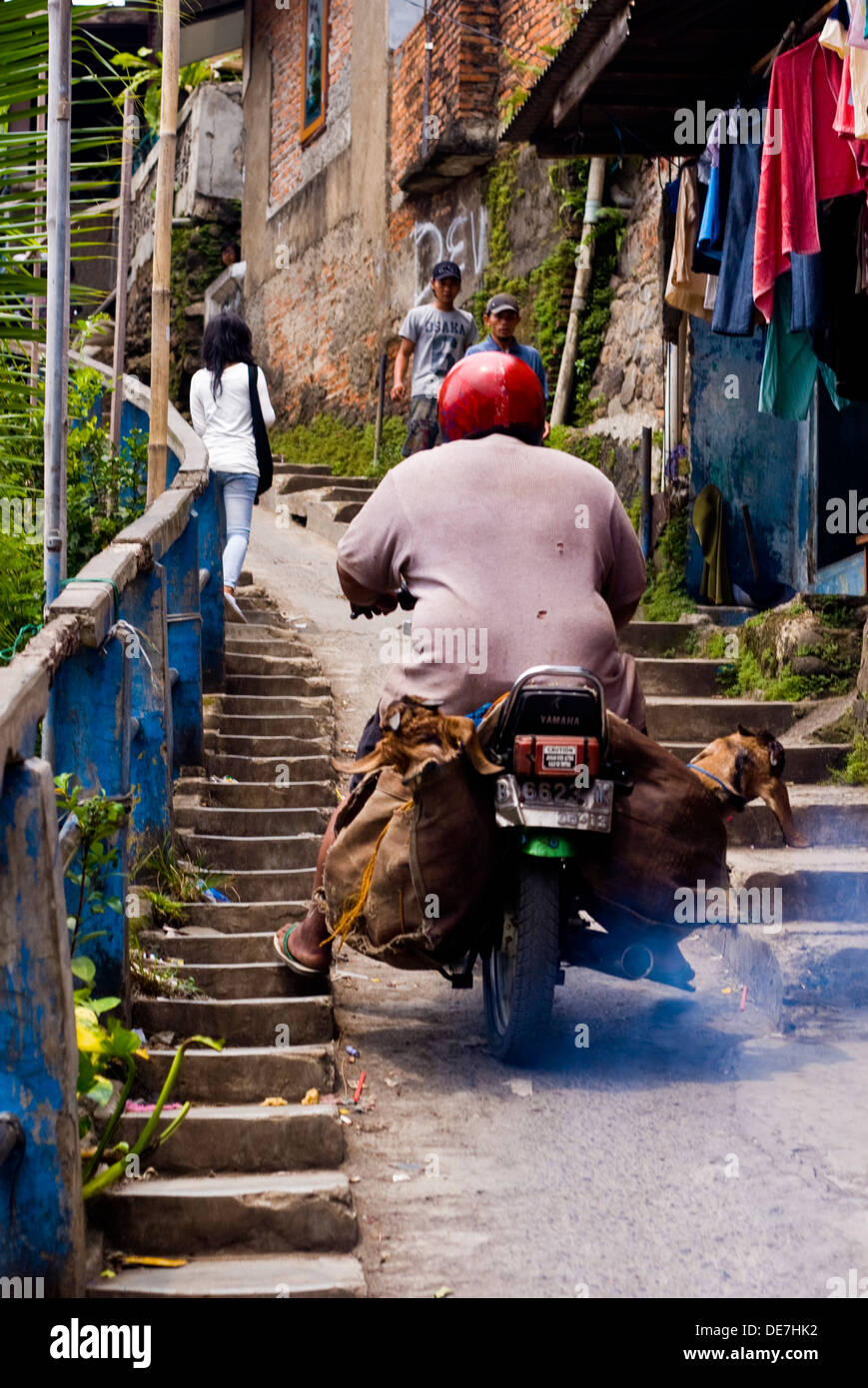 Fat motorcycle hi-res stock photography and images - Alamy
