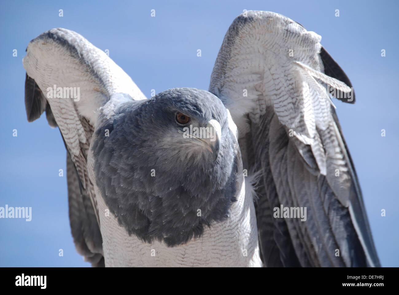 Eagle readying for flight in Peru Stock Photo - Alamy