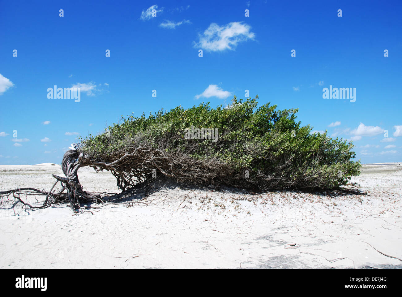 The lazy tree in Jericoacoara, Brazil Stock Photo - Alamy