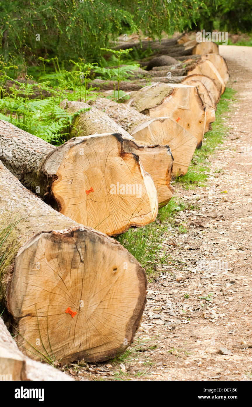 Portrait image showing a row of trees cut down in a forest and laid ...