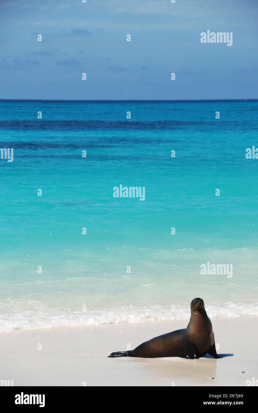 A seal poses on a beach in the Galapagos Stock Photo - Alamy