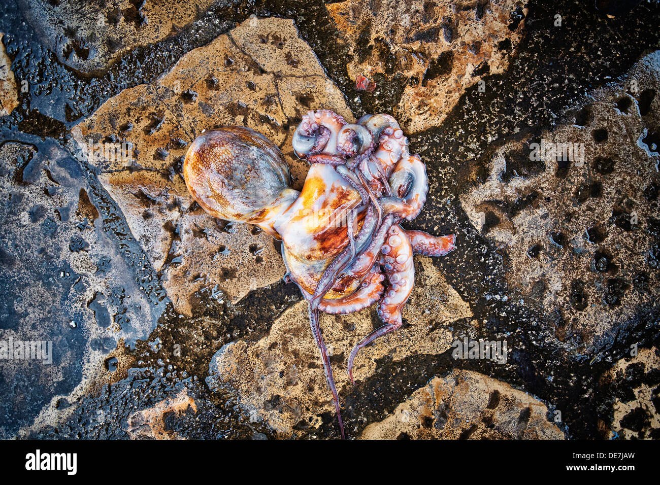 Death octopus hi-res stock photography and images - Alamy