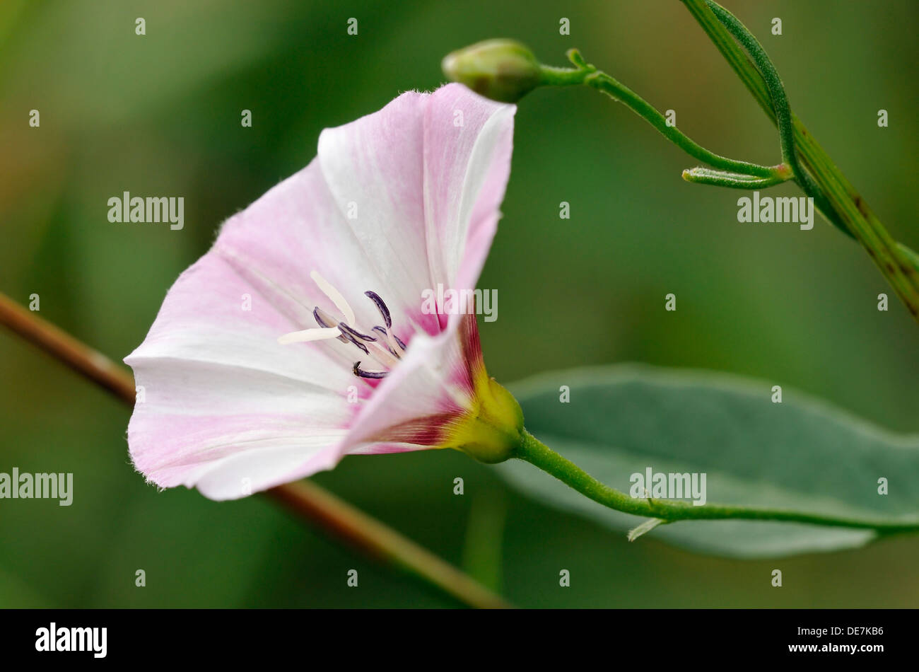 Field Bindweed - Convolvulus arvensis Stock Photo - Alamy Field Bindweed - Convolvulus arvensis Stock Photo - Alamy